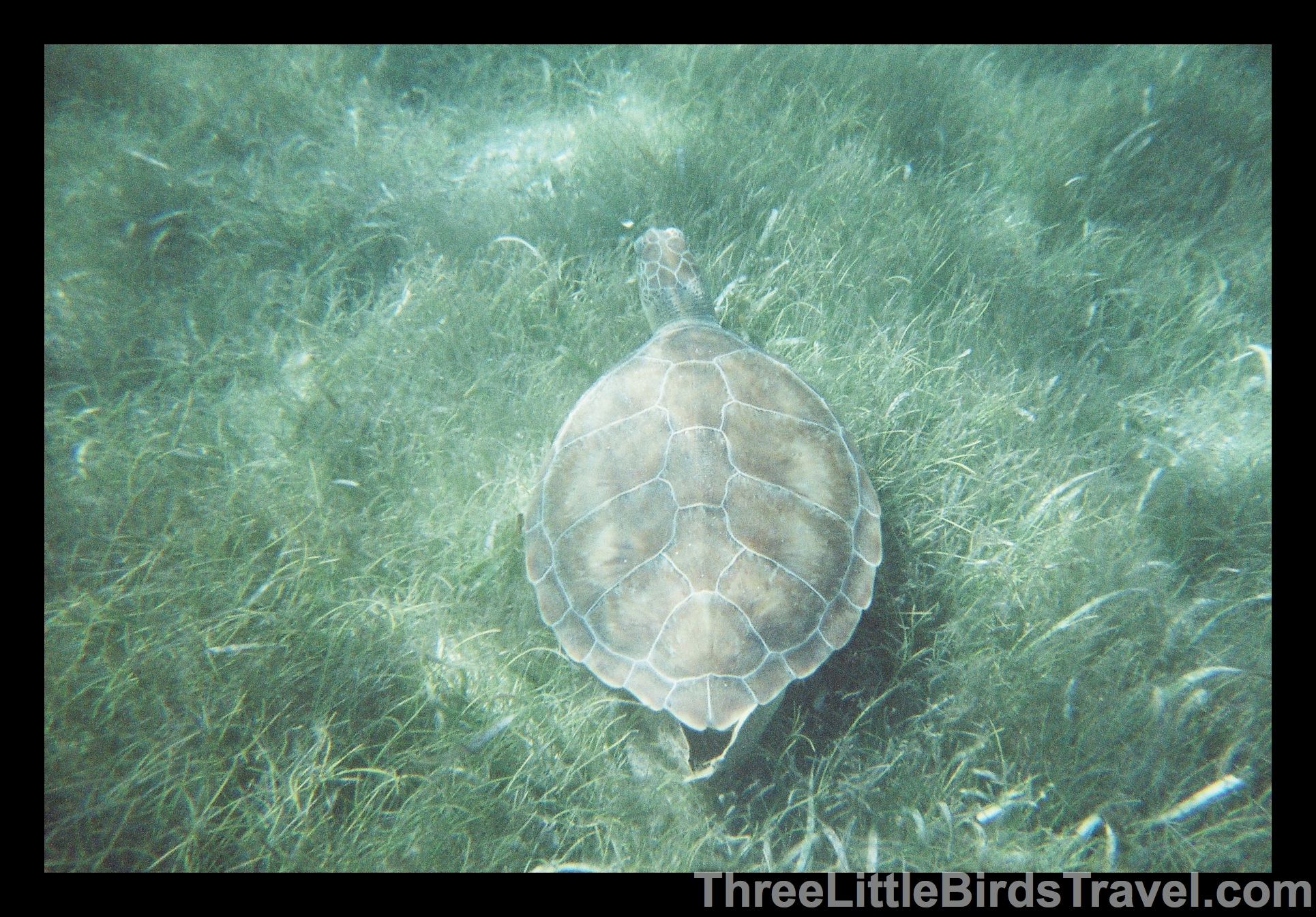 Snorkeling with Sea Turtles!! (…and one scary Barracuda) | three little ...