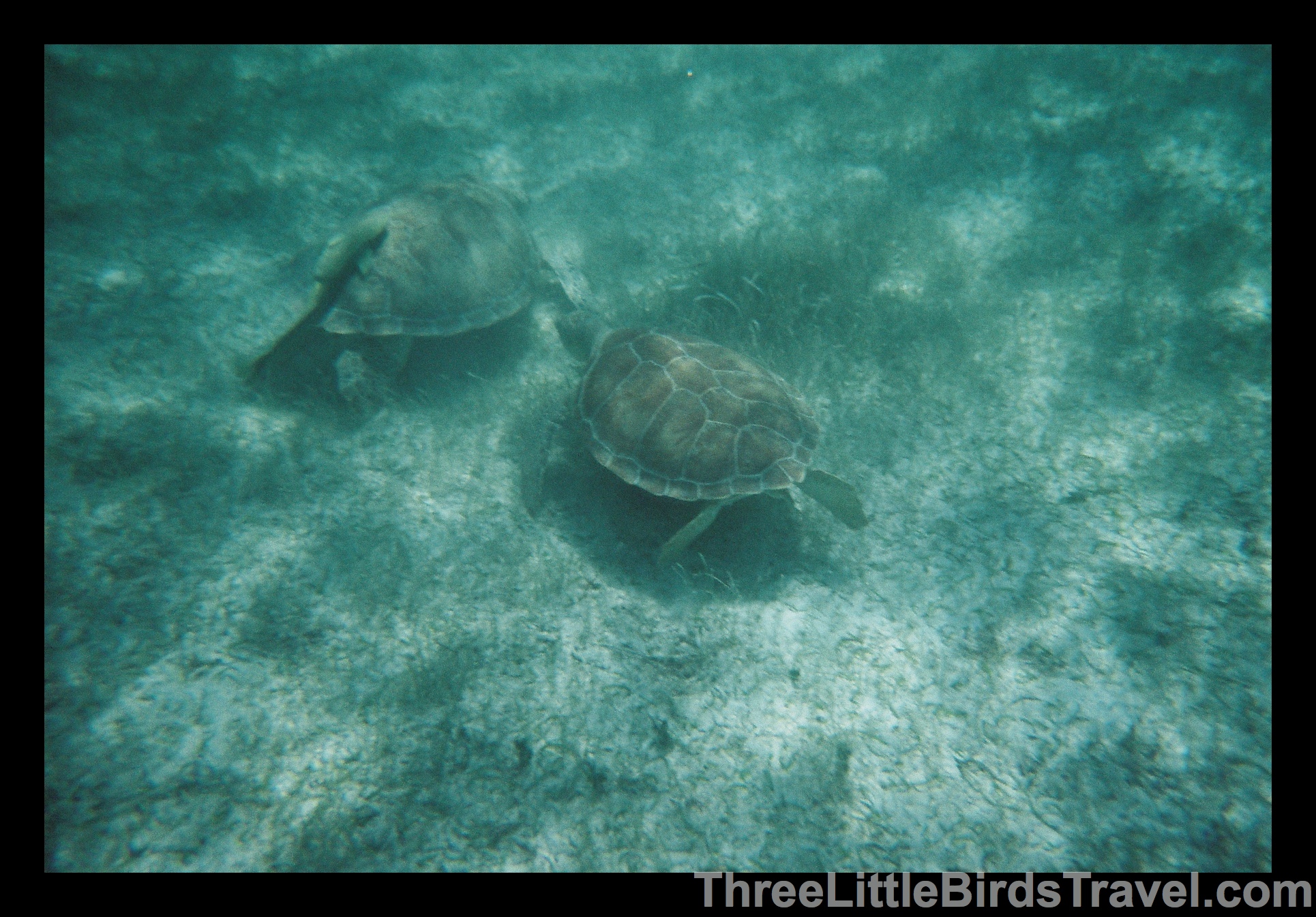 Snorkeling with Sea Turtles!! (…and one scary Barracuda) | three little ...